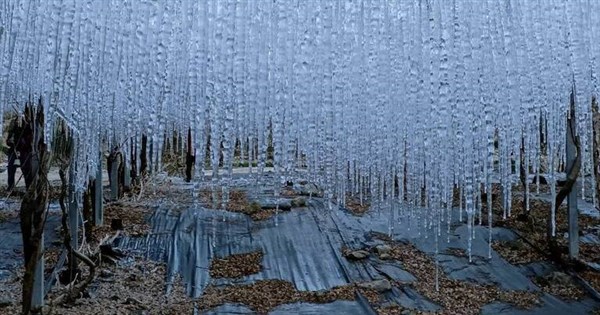 武陵農場清晨零下3.2度 藤花園成「夢幻冰晶宮」垂降無數冰柱 | 地方 | 中央社 CNA