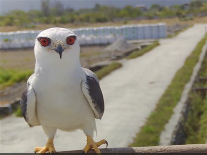 花蓮農改場猛禽棲架記錄12種鳥　建立農田生態資料