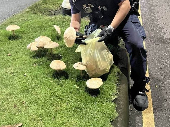 雨後路邊野菇別亂吃　醫示警：嚴重恐腎衰竭